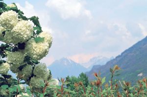 A Detailed Guide on How to Prune Viburnum - Crops Review