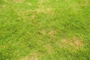 How to Eliminate Rust From the Lawn - Crops Review