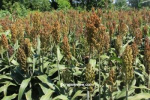 Plant Types: C4 Plants, Examples, and C4 Families