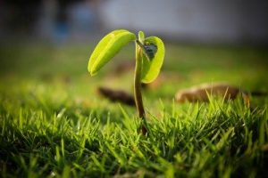 What Are Plant Growth, Differentiation, and Development?