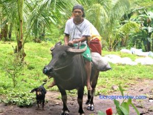 What Are the Factors to Consider in Location and Farm Site Selection?