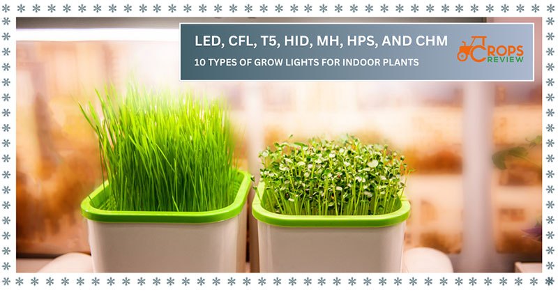 10 Types of Grow Lights for Indoor Plants: How to Choose LED, CFL, T5 ...