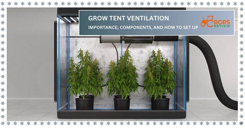 Grow Tent Ventilation: Importance, Components, and How to Set Up ...